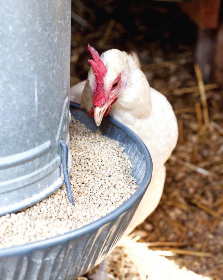 10 Chicken-Feeding Facts - Backyard Poultry